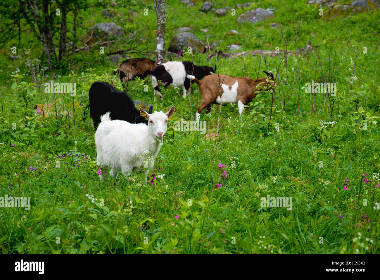 Five goats grazing in a meadow Stock Photo - Alamy