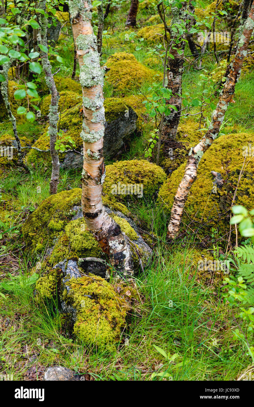 Trees between rocks hi-res stock photography and images - Alamy