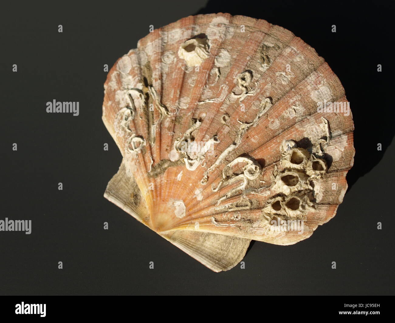 Scallop schell shell hi-res stock photography and images - Alamy