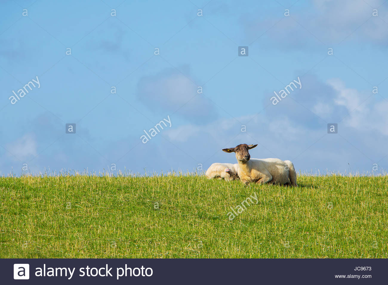 Sheep Sleeping Stock Photos & Sheep Sleeping Stock Images - Alamy