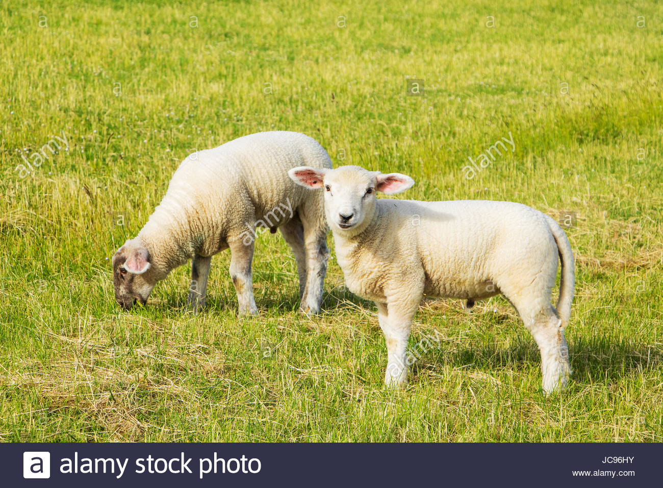 Fluffy Sheep Stock Photos & Fluffy Sheep Stock Images - Alamy