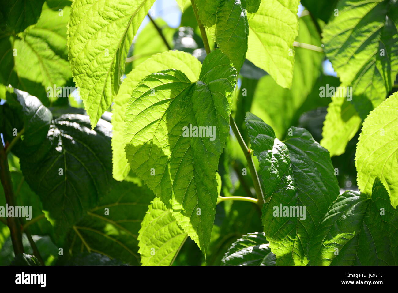 spring flowers - fresh shoots Stock Photo - Alamy