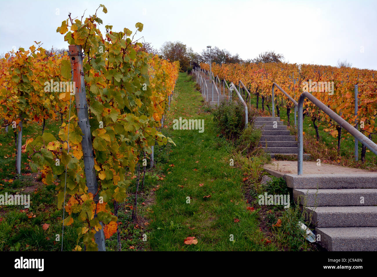 stairs in the vineyard Stock Photo - Alamy