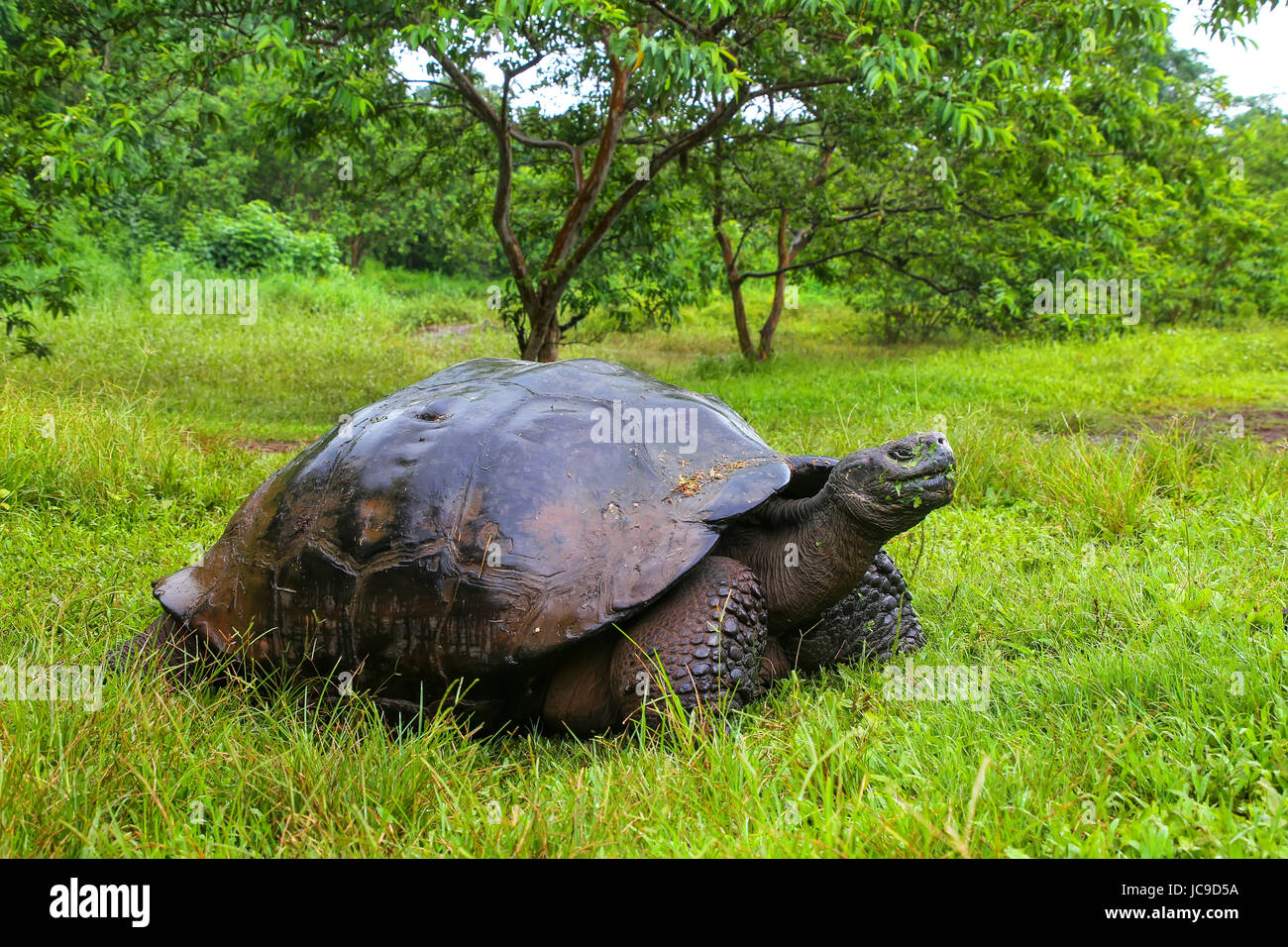Galapagos giant tortoise (Geochelone elephantopus) on Santa Cruz Island ...