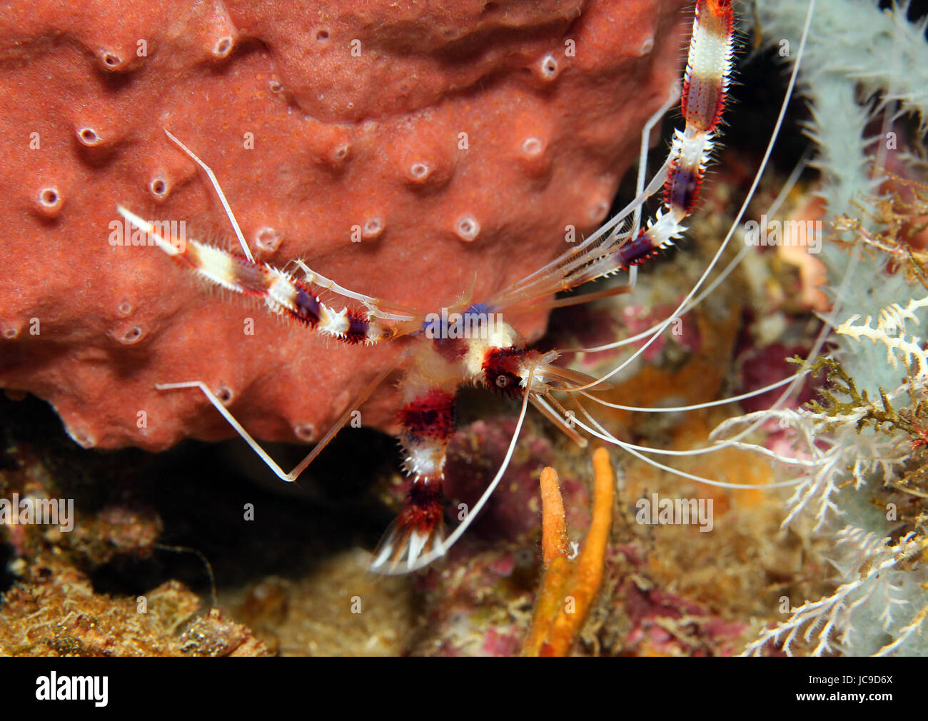 Banded Boxer Shrimp (Stenopus hispidus), Bunaken, Indonesia Stock Photo ...