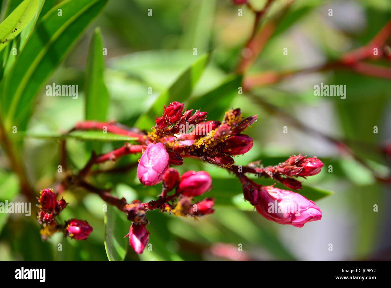 spring flowers - fresh shoots Stock Photo - Alamy