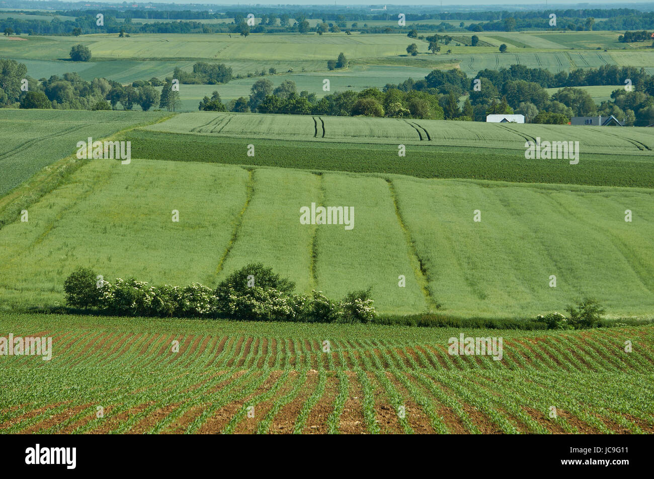 Calm sunny June morning over the green spring fields Green spring ...