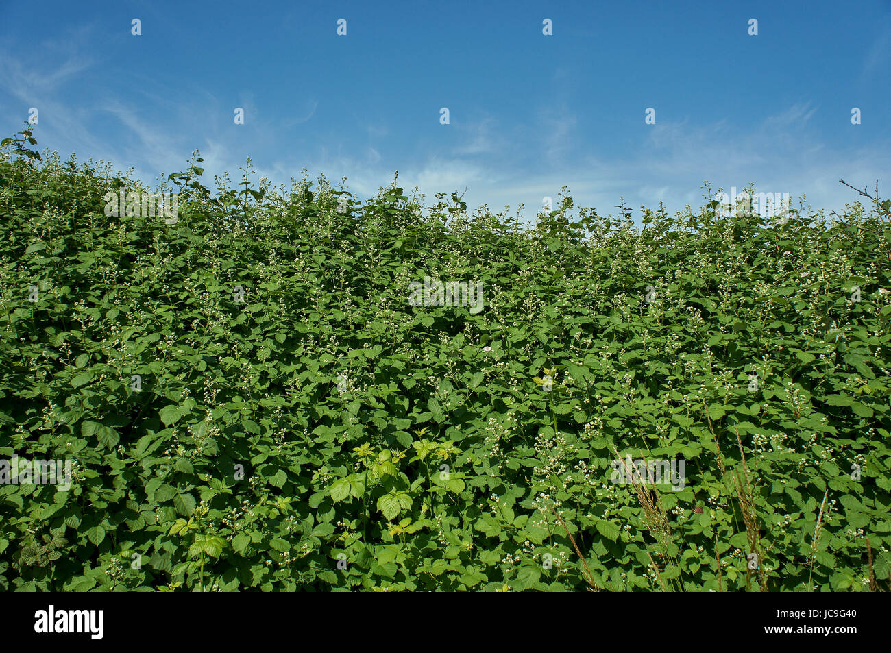 Calm sunny June morning over the green spring fields Green spring ...