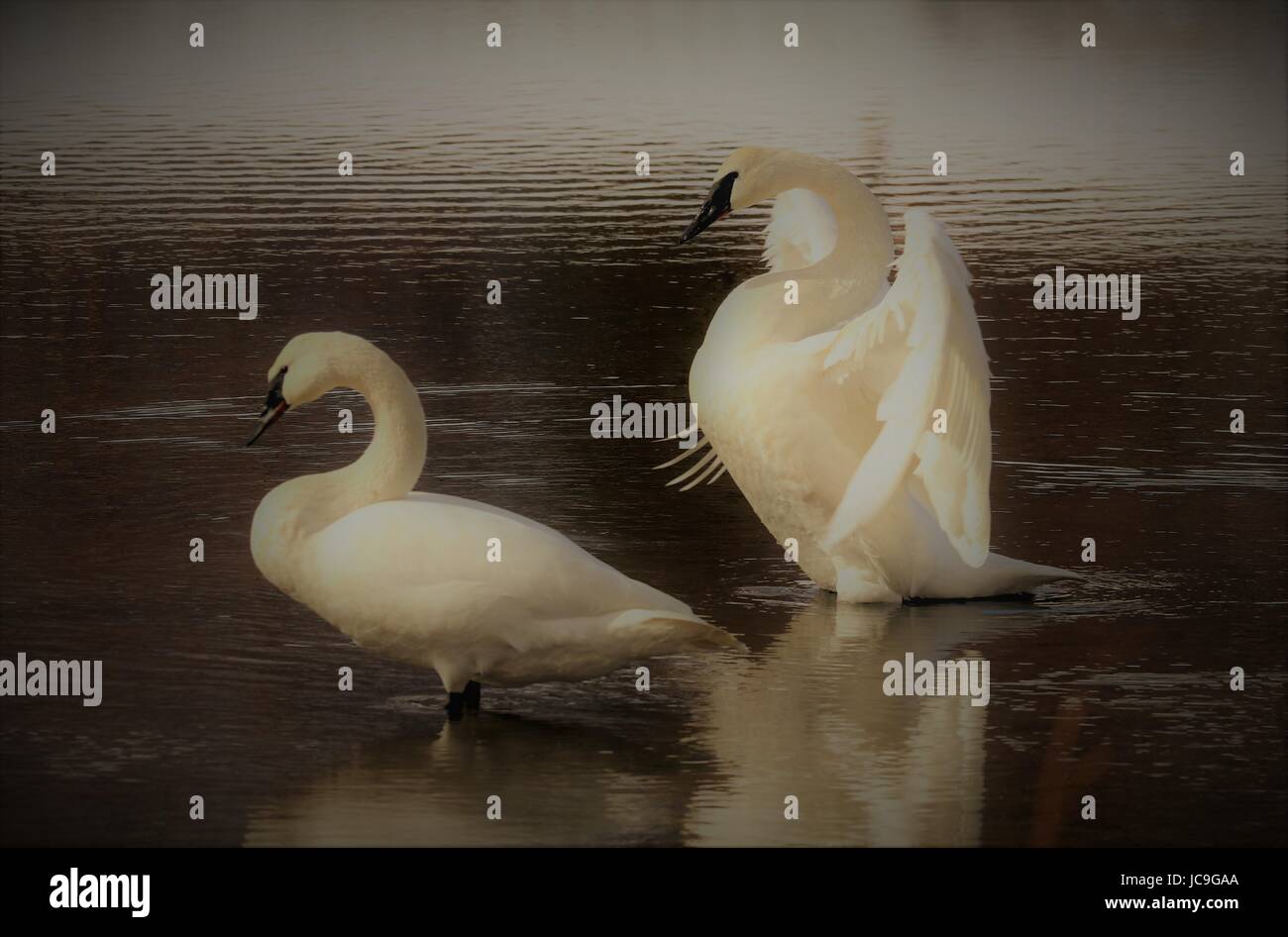 Elegant wild trumpeter swans (Cygnus Buccinator) in Eagle River, AK ...