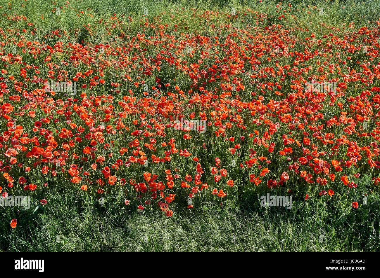 Lots of blooming red common poppies Papaver rhoeas common poppy,corn ...