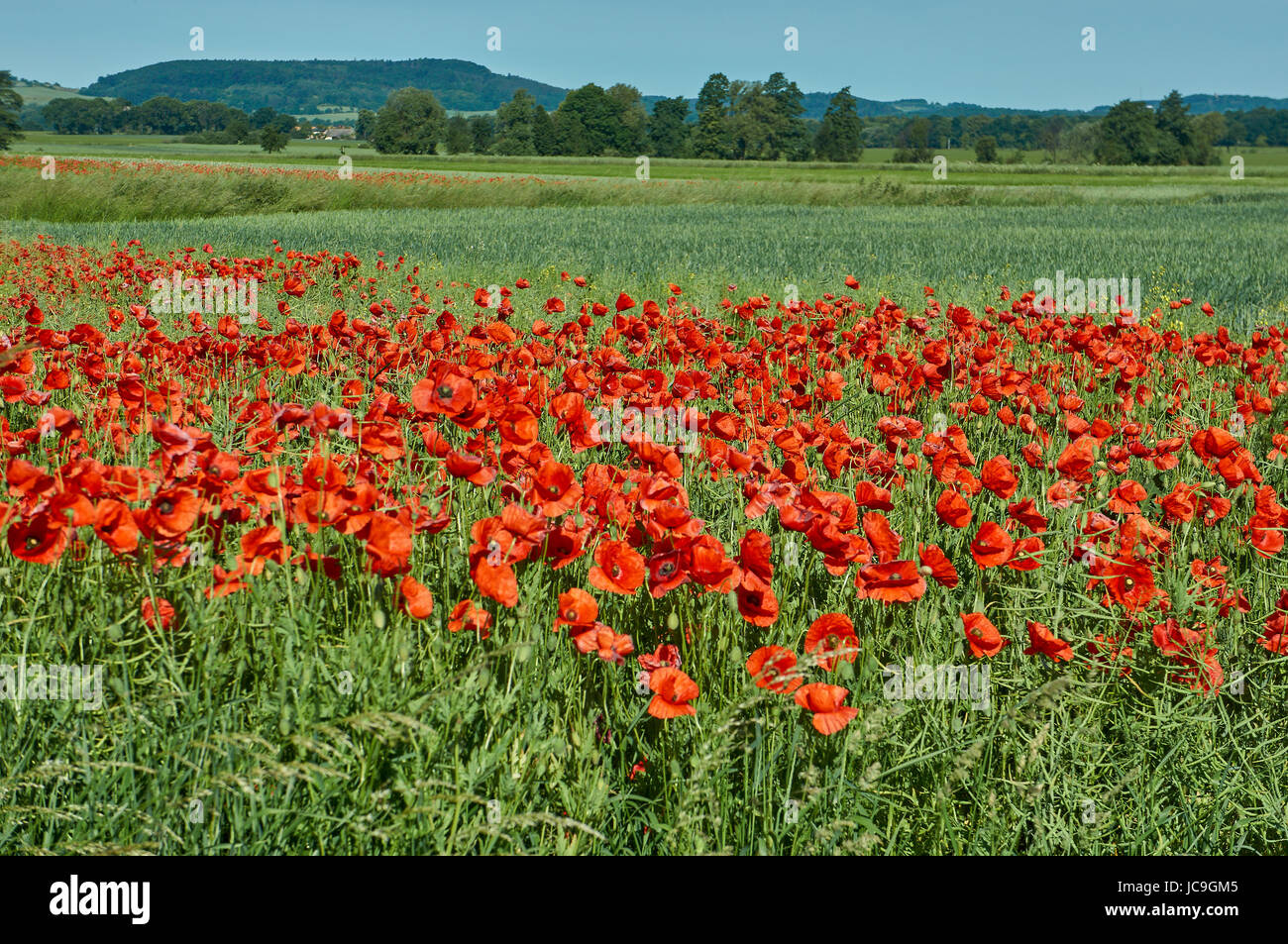 Lots of blooming red common poppies Papaver rhoeas common poppy,corn ...