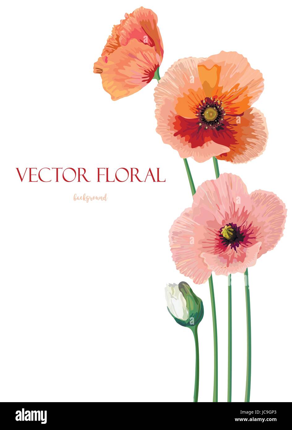 Poppy vector vectors hi-res stock photography and images - Alamy