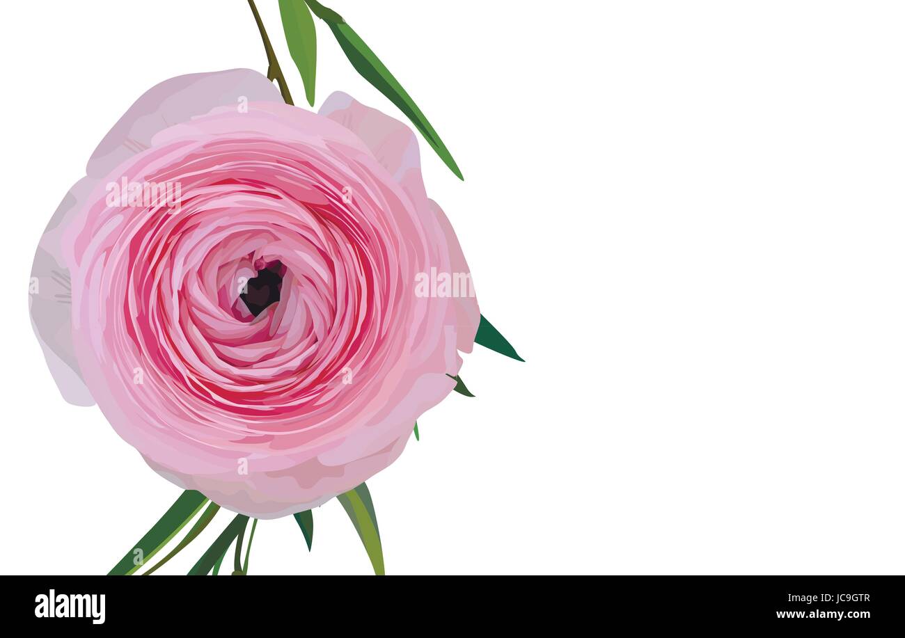 Beautiful ranunculus flowers isolated Stock Vector Images - Alamy