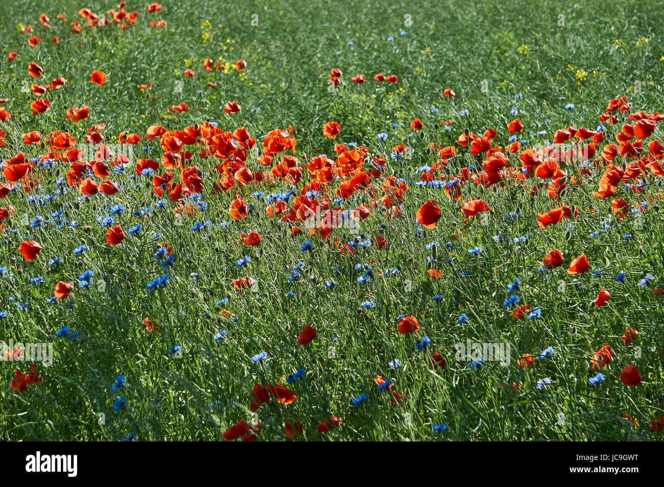 Lots of blooming red common poppies Papaver rhoeas common poppy,corn ...