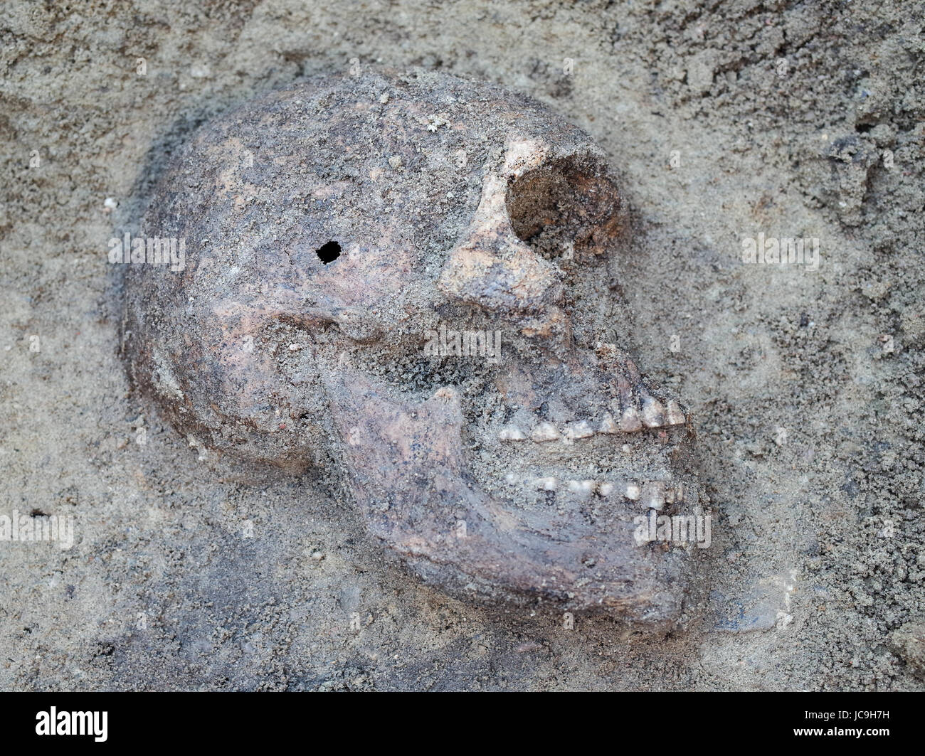 Archaeological excavation with skeletons and skulls still half buried ...