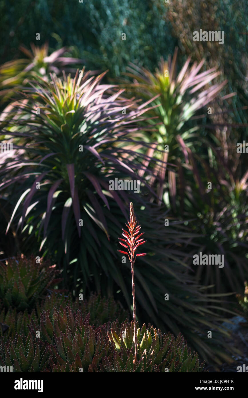 Flora fauna australia hi-res stock photography and images - Alamy