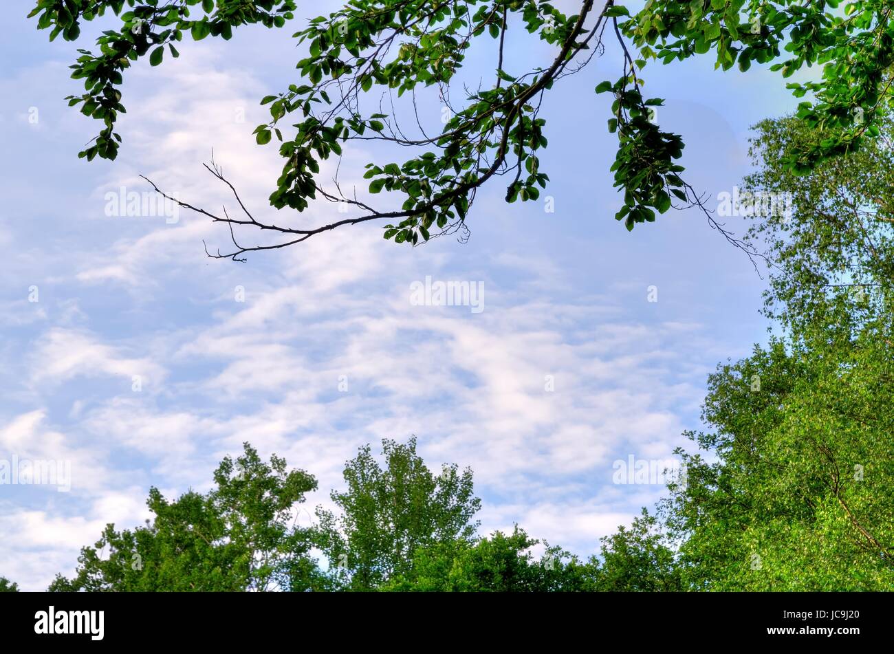 Spring natural background. Frame with green leaves of trees with blue ...
