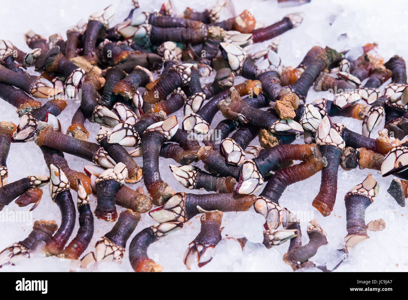 Gooseneck barnacles hi-res stock photography and images - Alamy