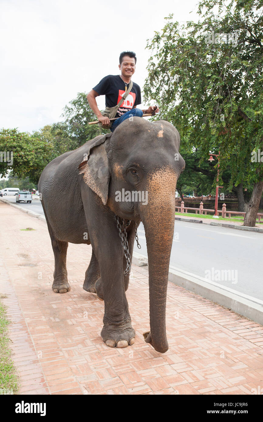 AYUTHAYA THAILAND - SEPTEMBER 6,2014 : thai mahout man riding on ...