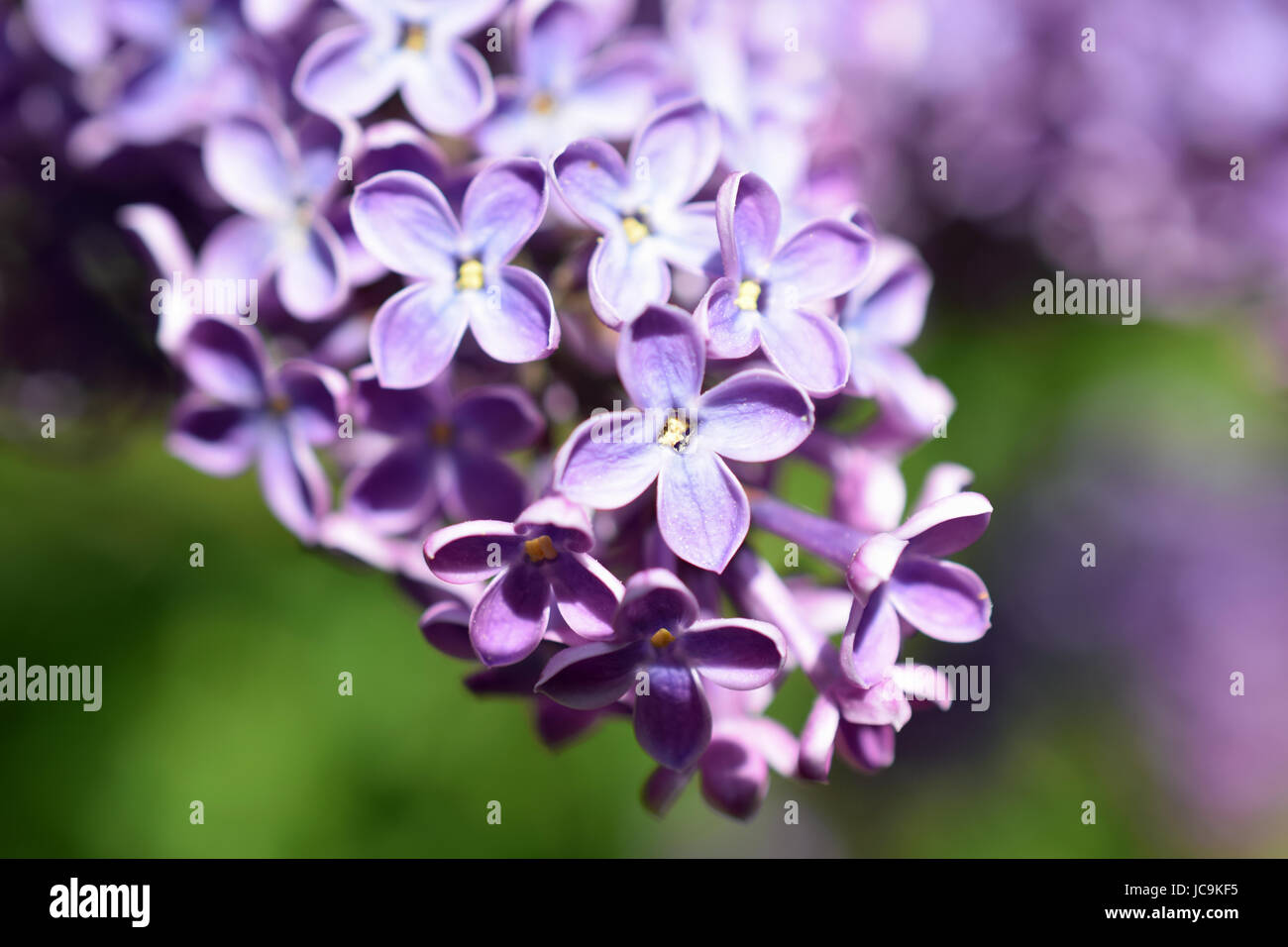 Close up of Syringa vulgaris flowers Stock Photo - Alamy