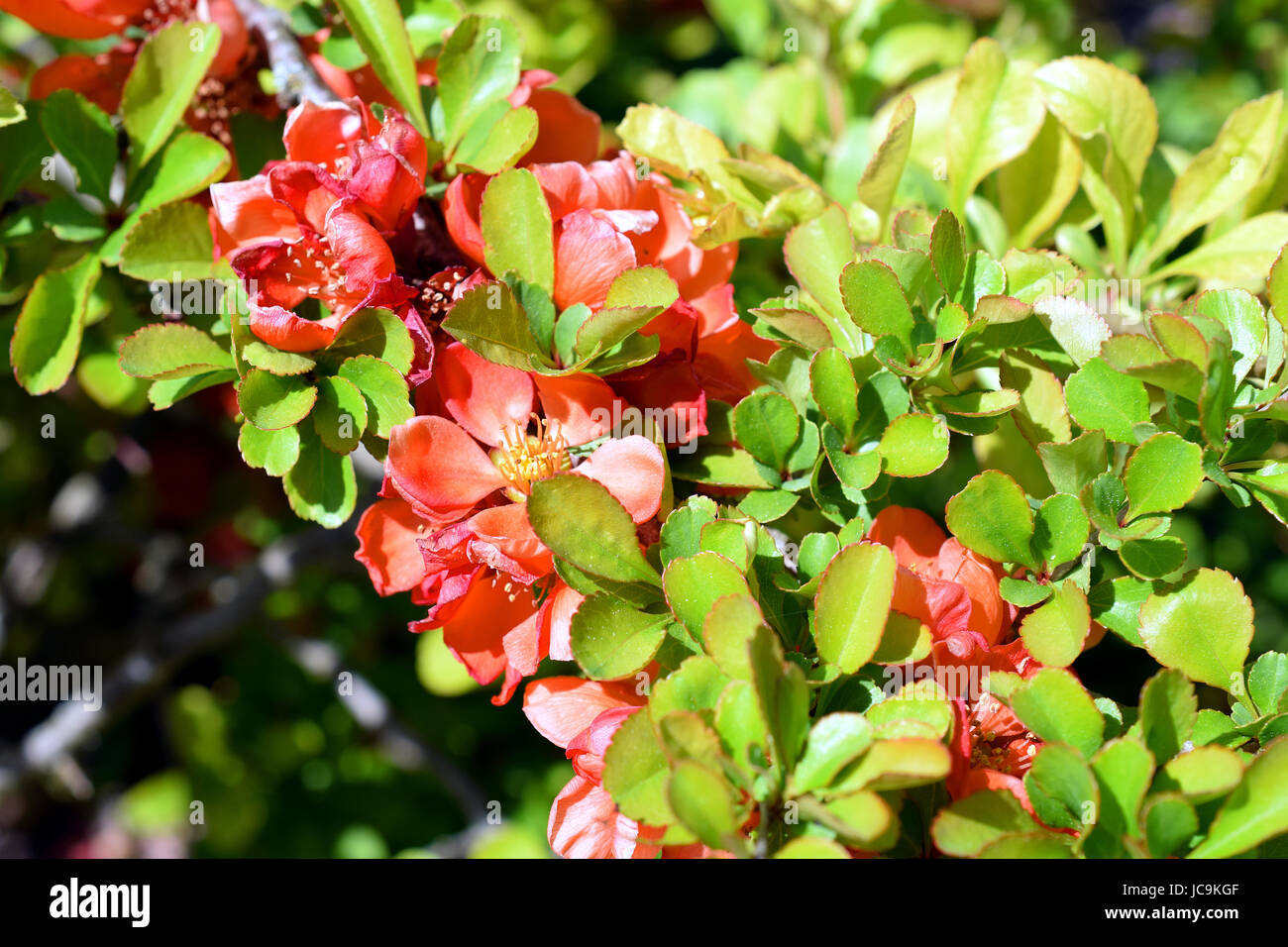 Maules quince hi-res stock photography and images - Alamy