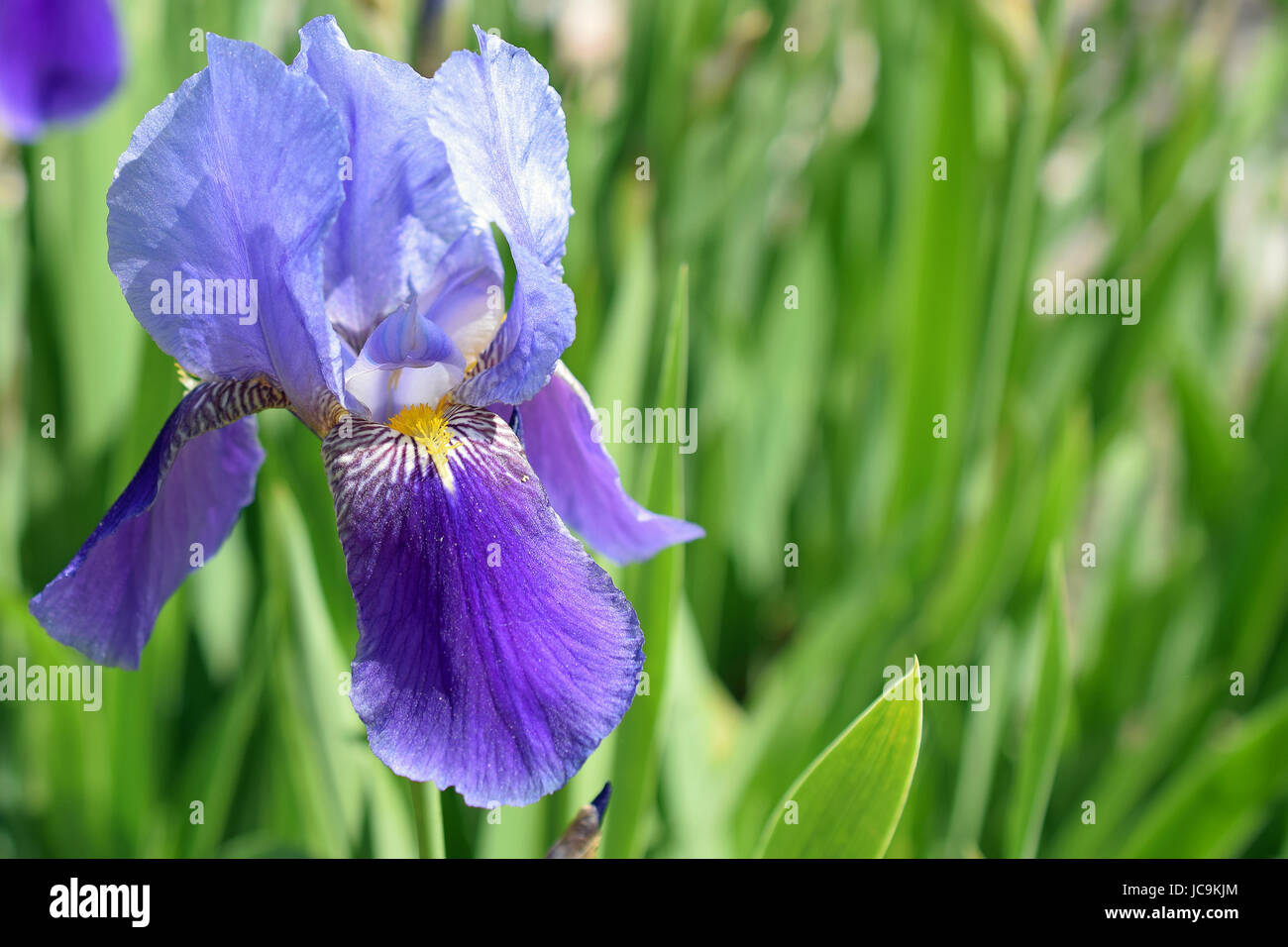 Beautiful blue and purple flower of Iris germanica, Kharput Stock Photo ...