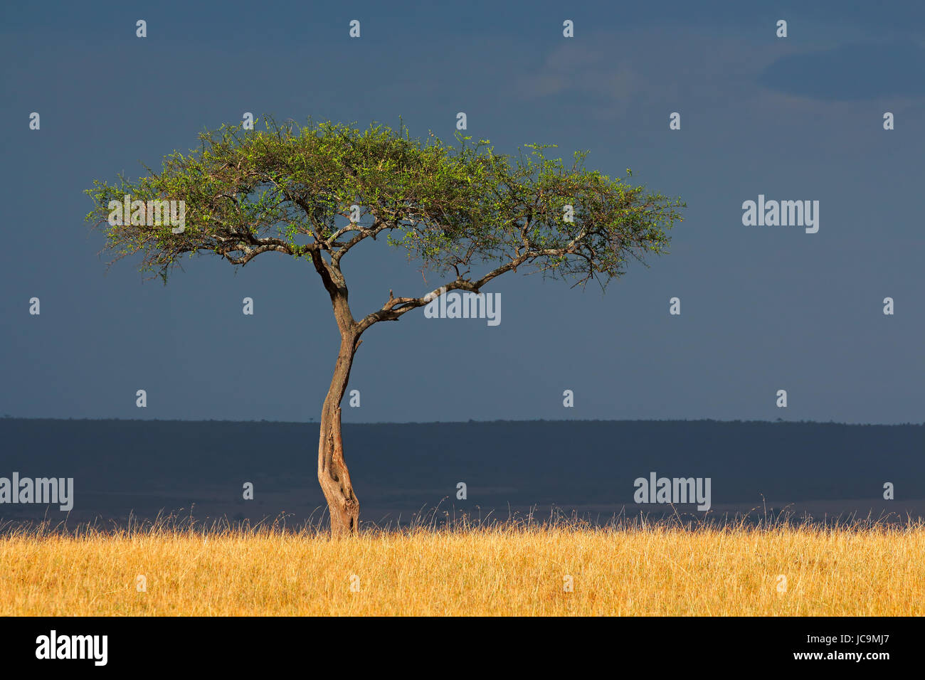 African landscape with a tree in grassland against a dark sky, Masai ...