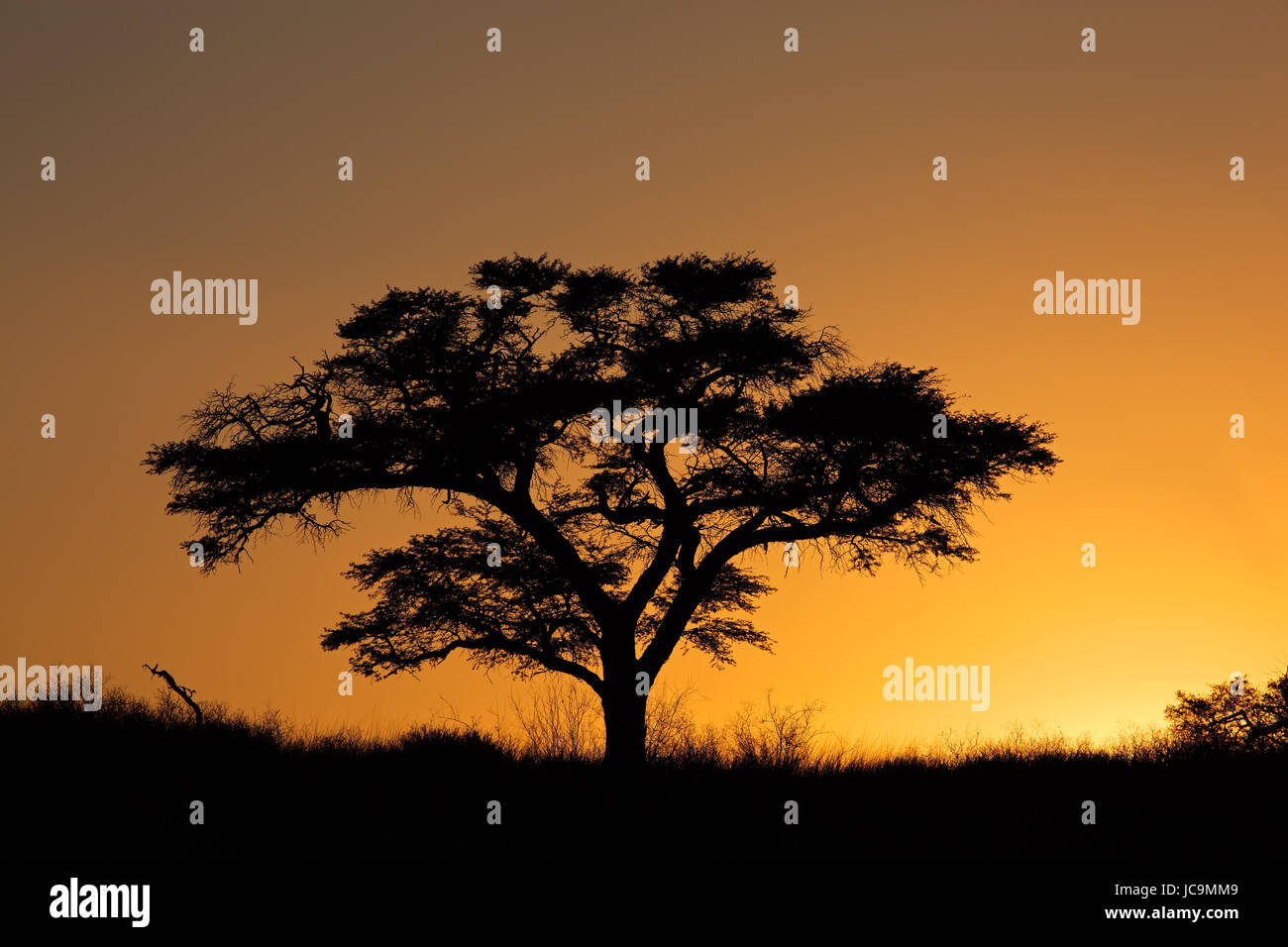Sunset with silhouetted African Acacia tree, Kalahari desert, South Africa Stock Photo - Alamy