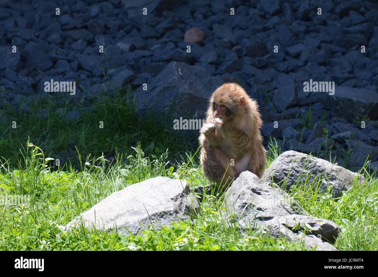 Monkey face expression hi-res stock photography and images - Alamy