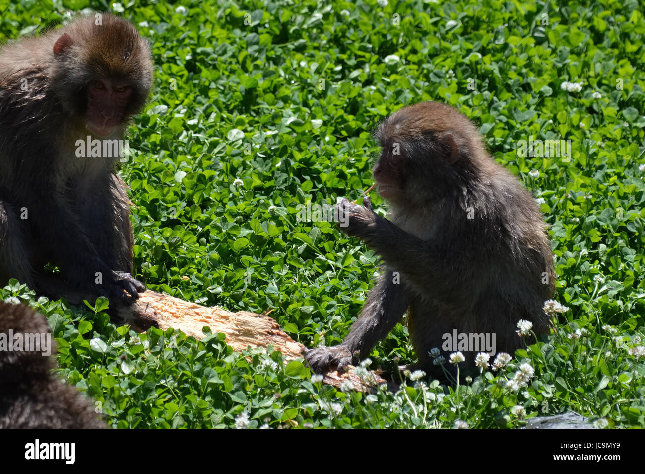 Monkey outside hi-res stock photography and images - Alamy