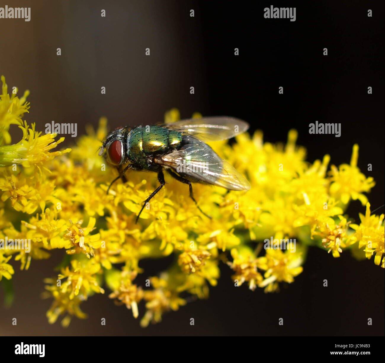 Goldfliegen hi-res stock photography and images - Alamy