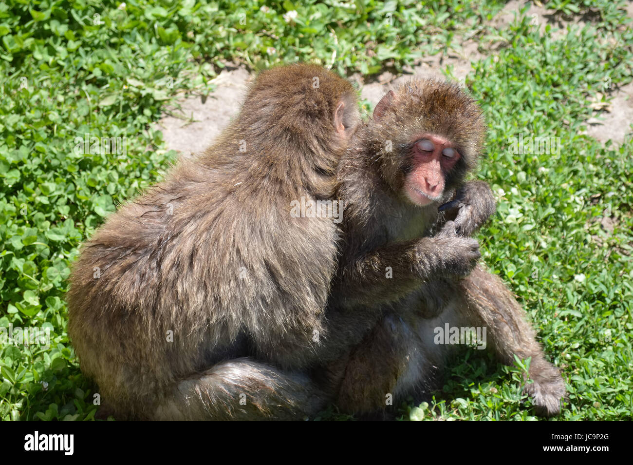 Adult snow monkeys hi-res stock photography and images - Alamy