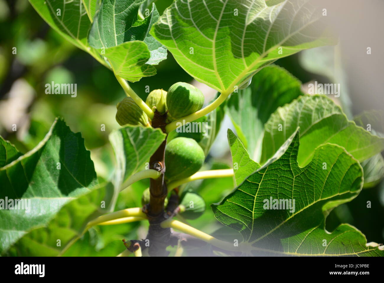 figs am tree - spain Stock Photo - Alamy