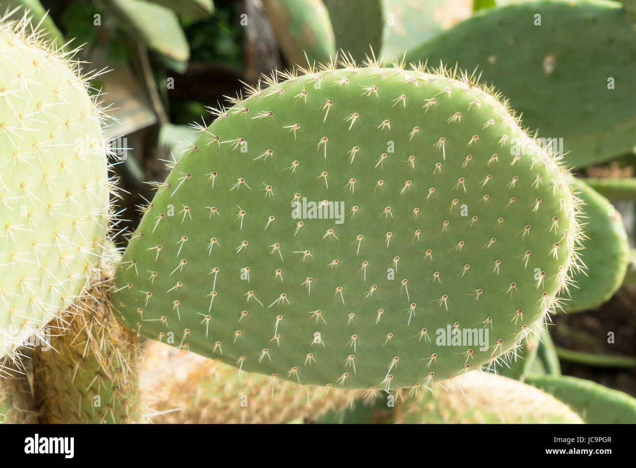 Cactus leaves hi-res stock photography and images - Alamy