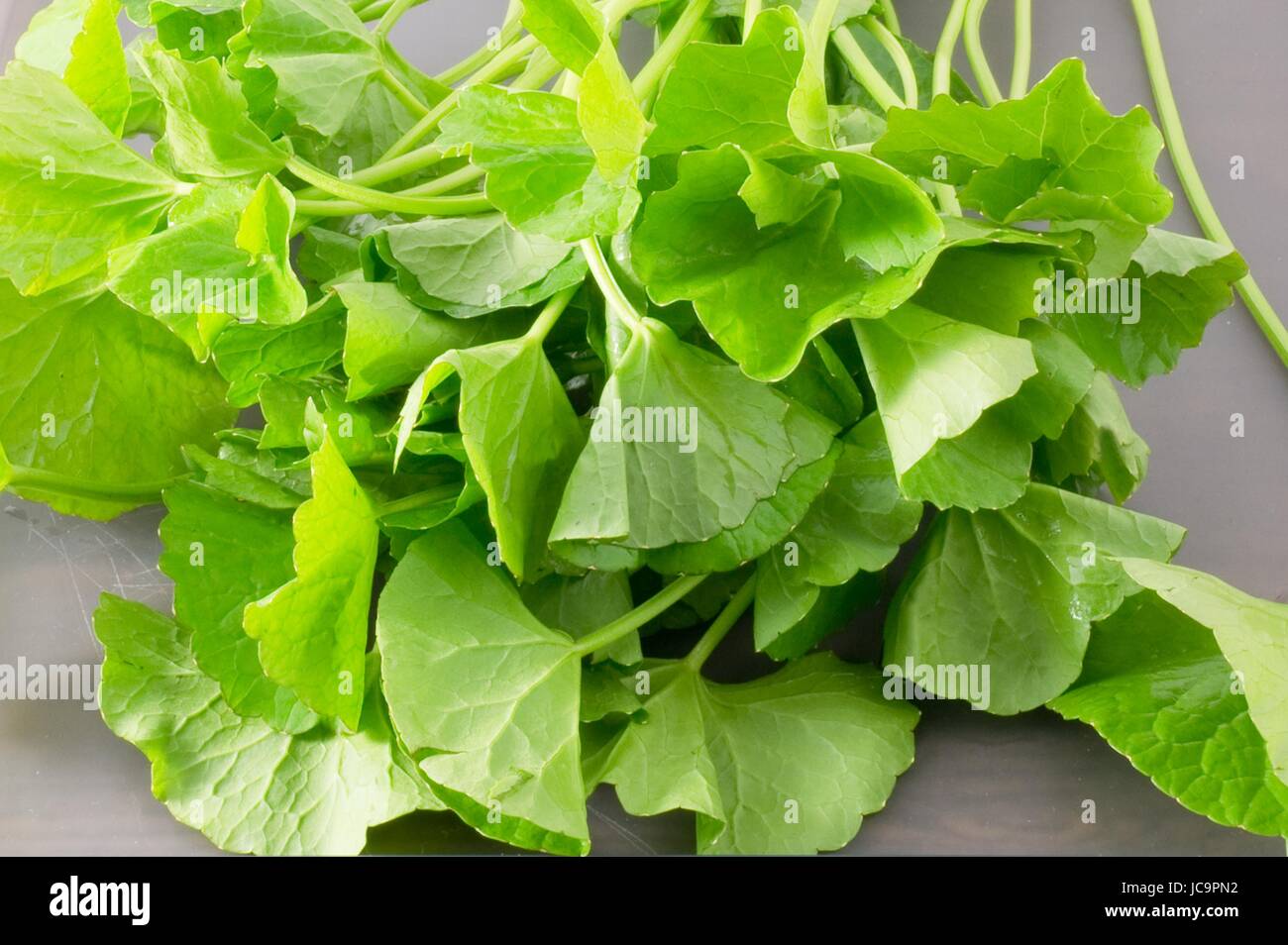 Vegetable and Herb, Close Up of Medicinal Centella Asiatica, Asiatic ...