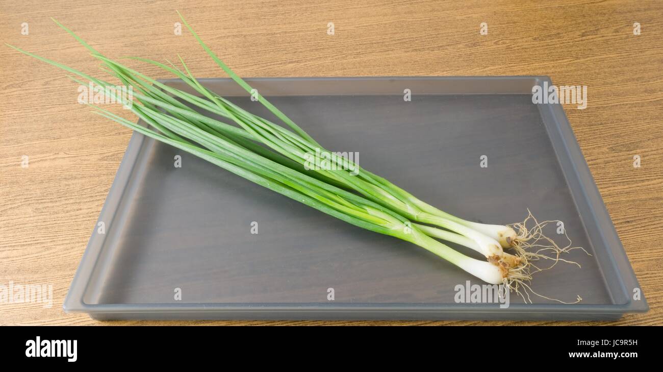 Vegetable and Herb, Bunch of Fresh Green Spring Onion for Seasoning in ...