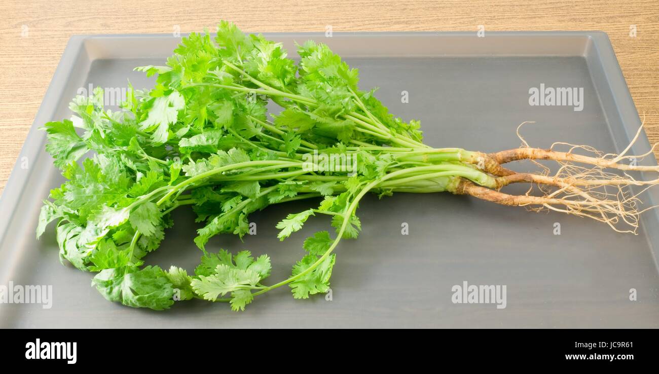 Vegetable and Herb, Bunch of Fresh Parsley, Chinese Parsley or ...