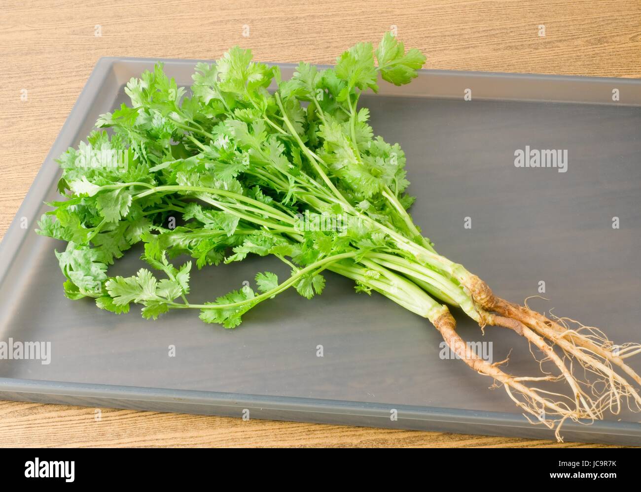 Vegetable and Herb, Bunch of Green Parsley, Chinese Parsley or ...