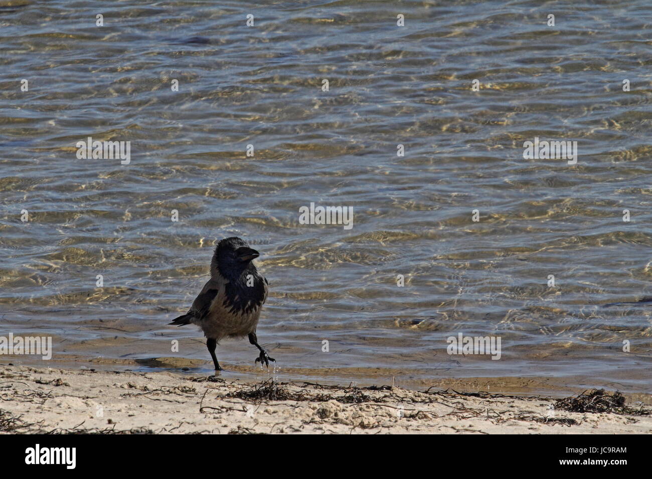 hooded crow on the beach Stock Photo - Alamy