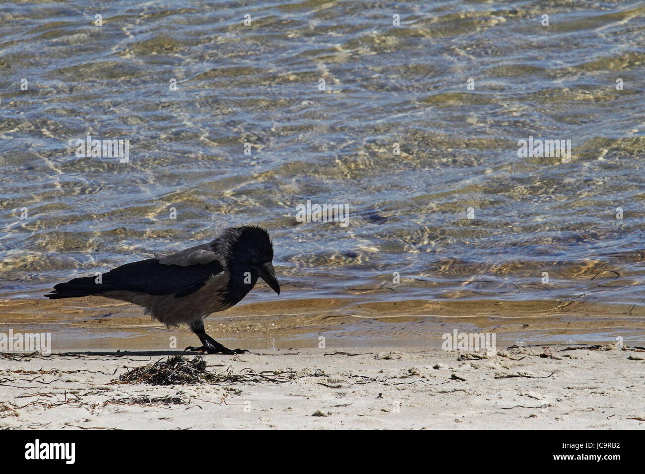 hooded crow on the beach Stock Photo - Alamy