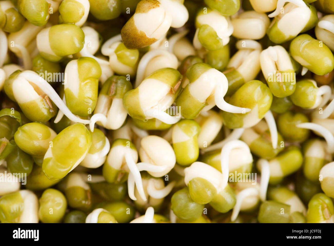 Sprouted mung beans Stock Photo - Alamy