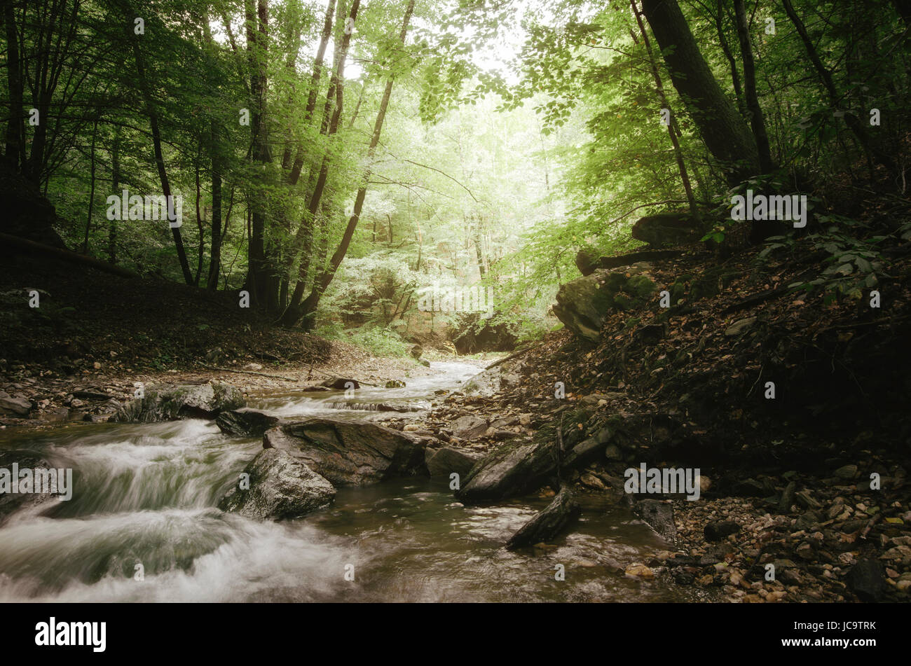 Forest stream landscape. Water, trees and green foliage in natural ...