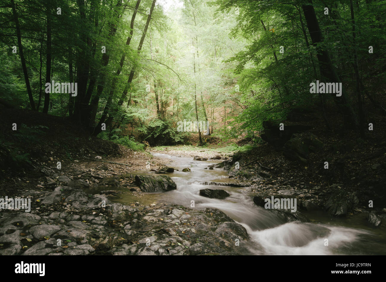 Natural river forest hi-res stock photography and images - Alamy