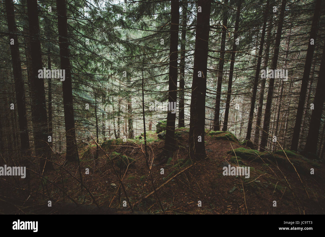 Dark Pine Forest Wallpaper