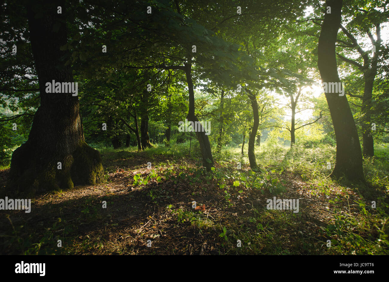 sunset light in natural landscape with green vegetation and trees Stock ...