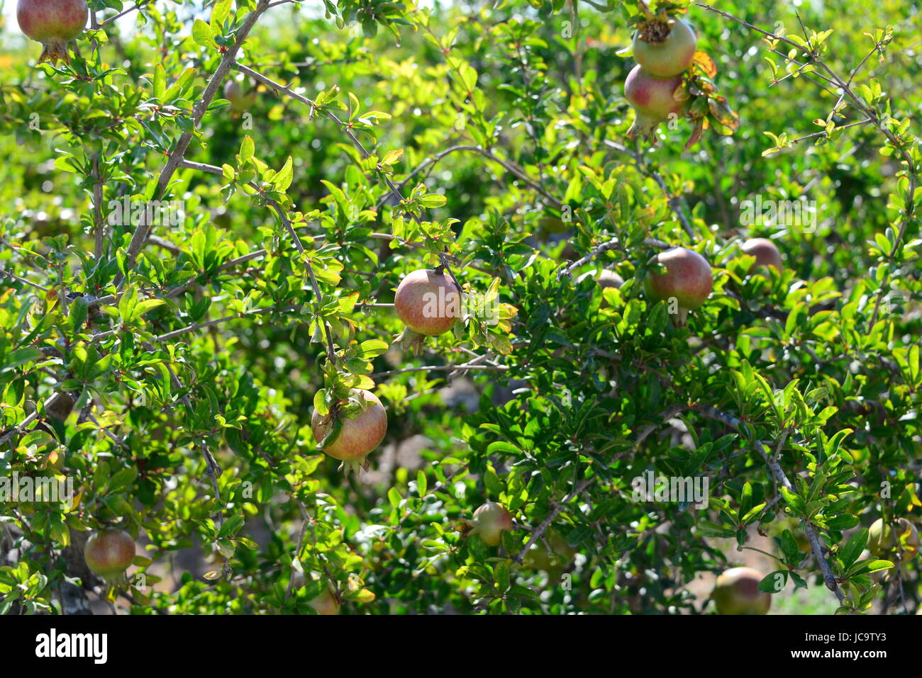 granades on the tree - spain Stock Photo - Alamy