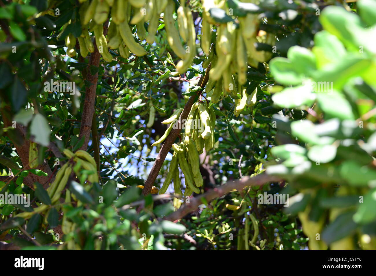 monkey bread tree - spain Stock Photo - Alamy