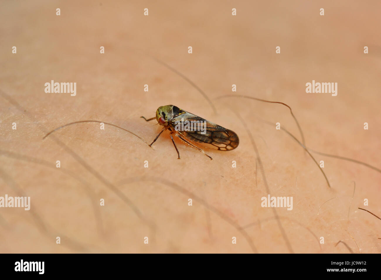 Cicada jump hi-res stock photography and images - Alamy