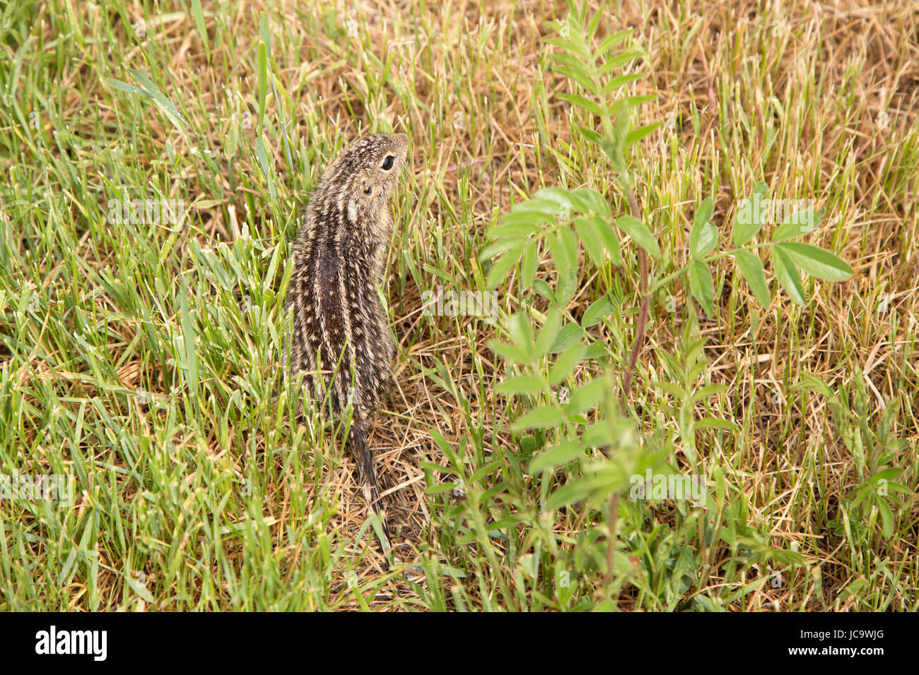 A thirteen-lined ground squirrel, also known as a striped gopher, in ...