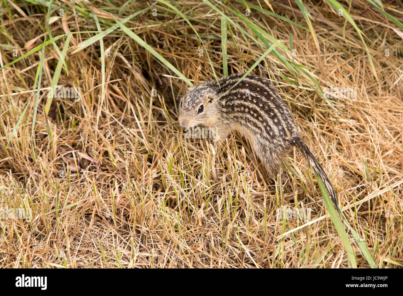 Thirteen lined squirrel hi-res stock photography and images - Alamy
